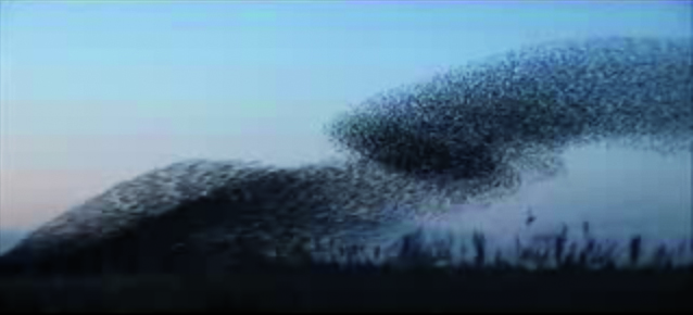 Like nothing you've ever seen before - the amazing flocking behaviour ...