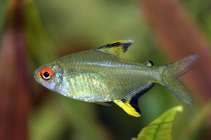 sounds-a-bit-fishy-how-it-works