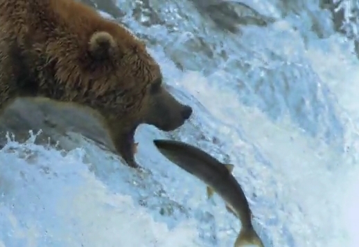 Grizzly bears catching tasty fish – How It Works