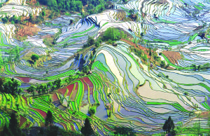 What is terrace farming? – How It Works