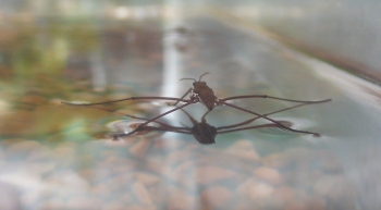How do water striders walk on water? – How It Works