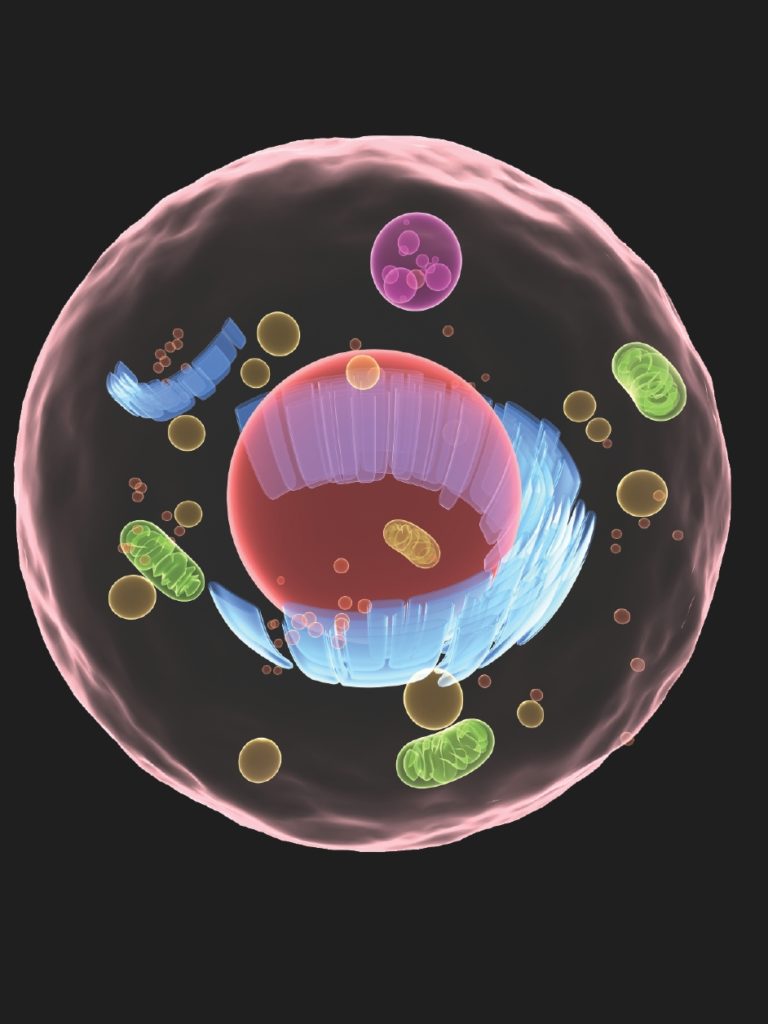 What's inside a cell? – How It Works