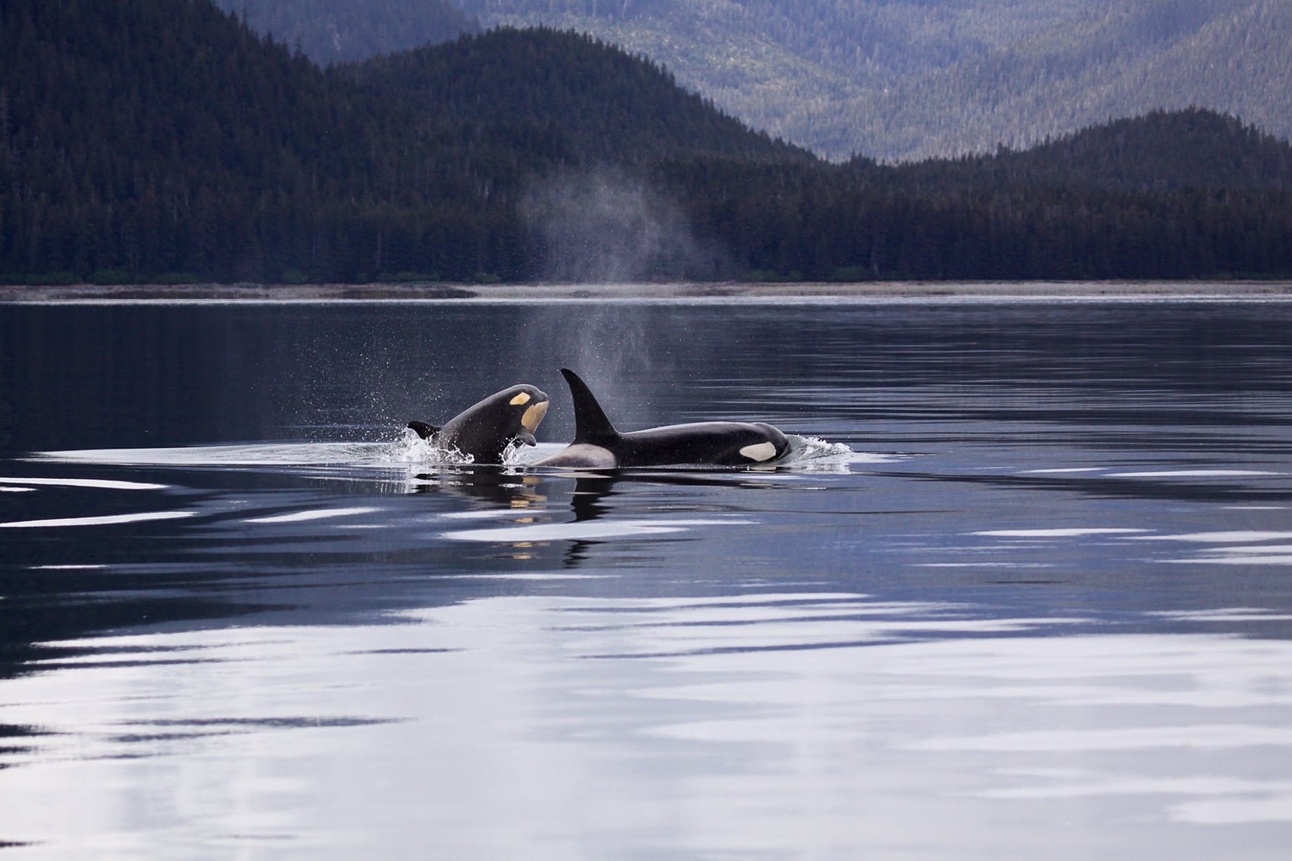 How killer whales hunt – How It Works