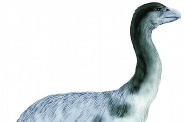 Which was the first species made extinct by humans? – How It Works