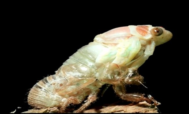 See a cicada moult its shell – How It Works