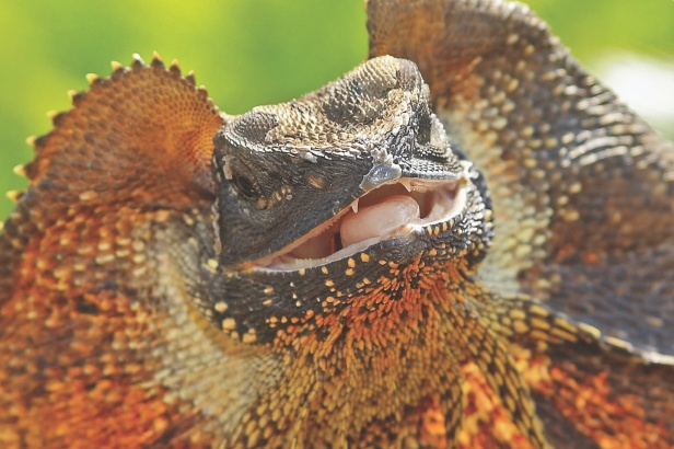 Frill-necked lizards explained – How It Works