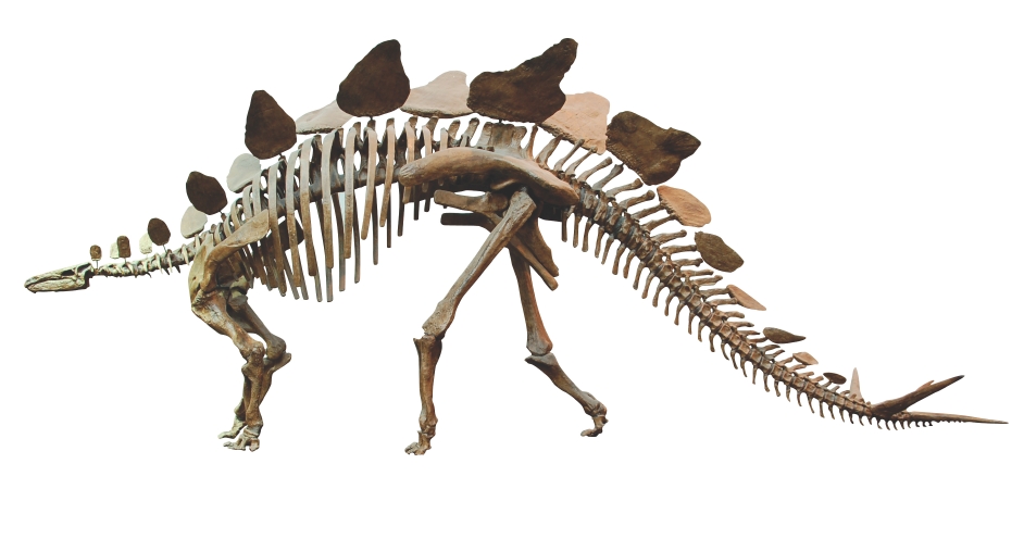 Stegosaurus anatomy – How It Works