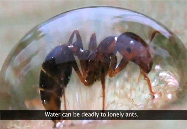 How ants deal with water – How It Works