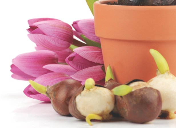 How plants grow from bulbs – How It Works