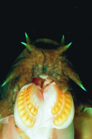 Top 5 Facts: Hagfish – How It Works