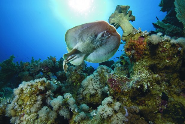 Electrifying animals | How It Works Magazine