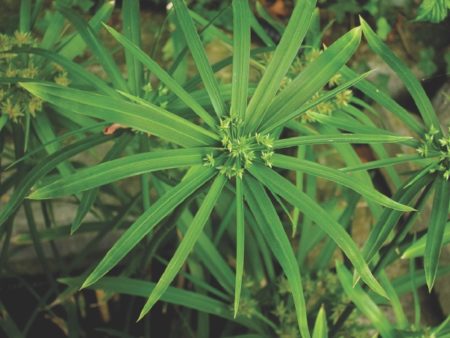 Plants of the Nile – How It Works