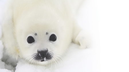 From what species did seals evolve? – How It Works