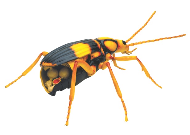 Bombardier beetle self-defence – How It Works
