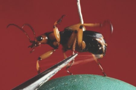 Bombardier beetle self-defence – How It Works