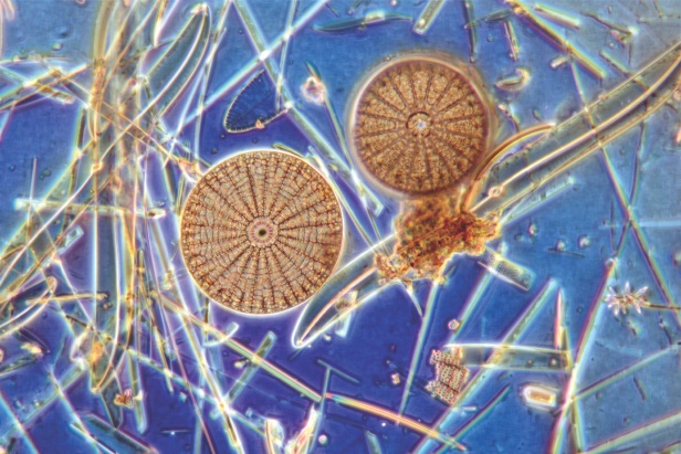 Plankton under the microscope | How It Works