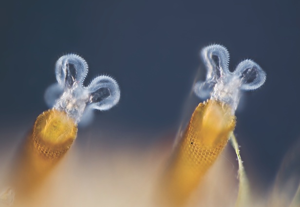 Plankton under the microscope – How It Works