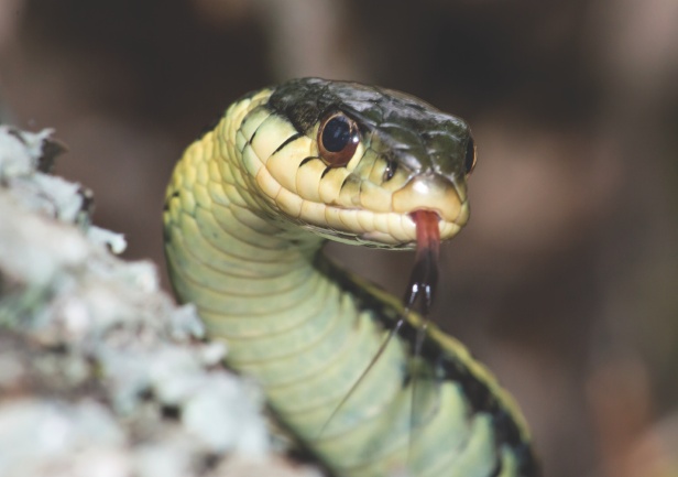 What is co-evolution? | How It Works Magazine