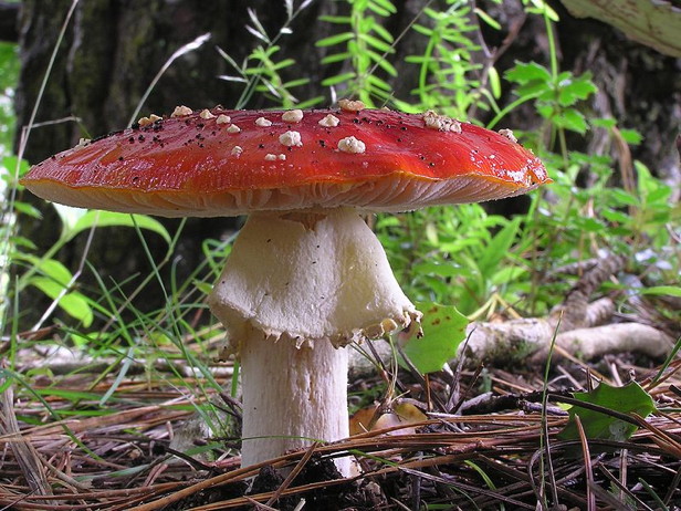 What makes some fungi so lethal? – How It Works