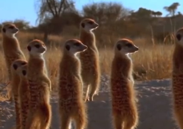 Meerkats: life in the mob – How It Works