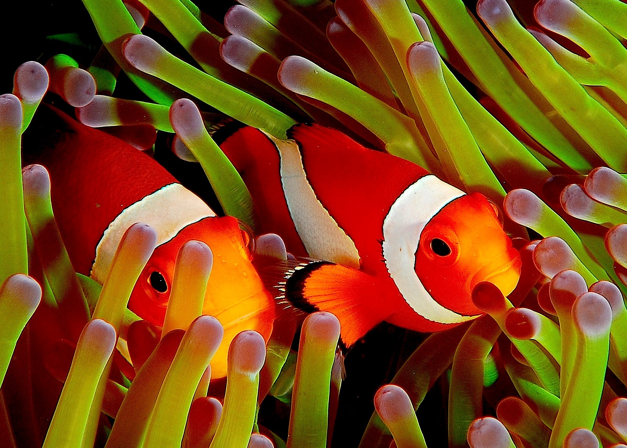 5 Fascinating Facts About Clownfish How It Works 5 Fascinating Facts About Clownfish How It Works