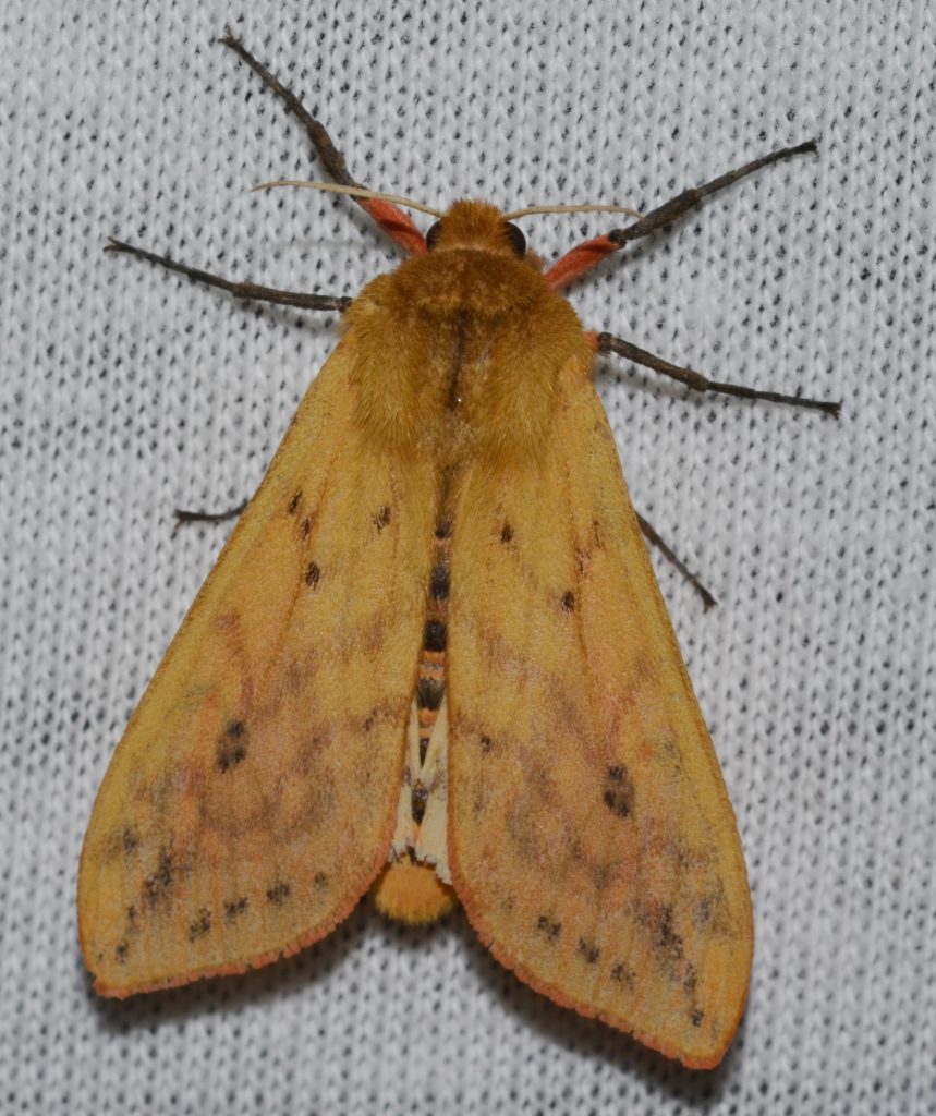 What is the woolly bear moth? – How It Works