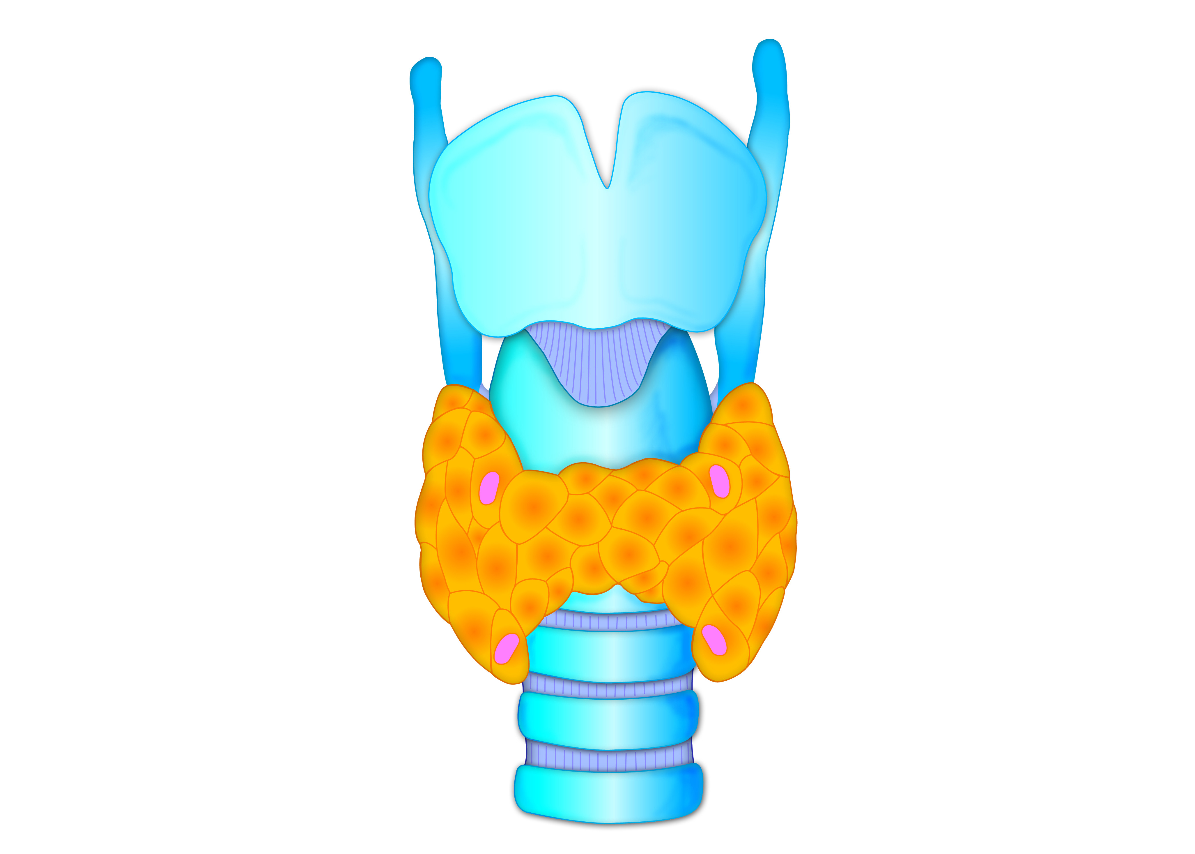 Do women have an Adam's apple? – How It Works