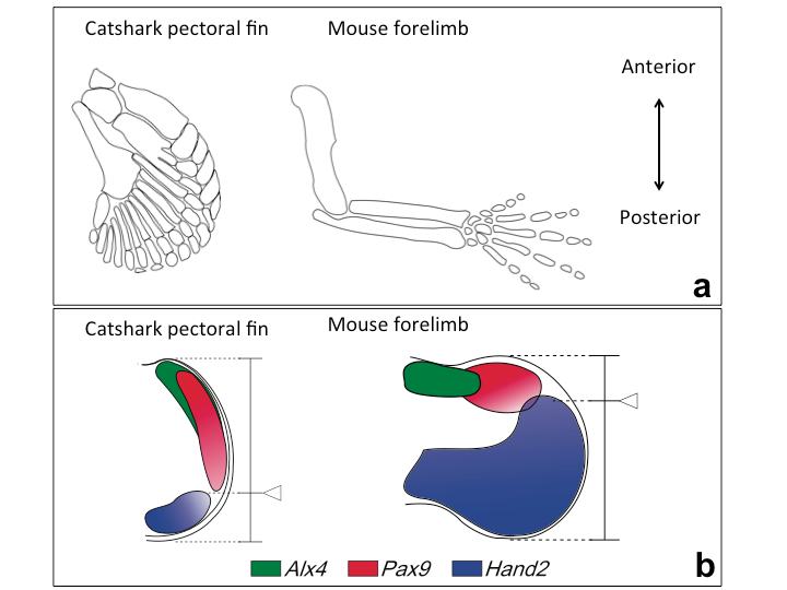 Evolution uncovered: The key genetic event that changed fins to limbs ...