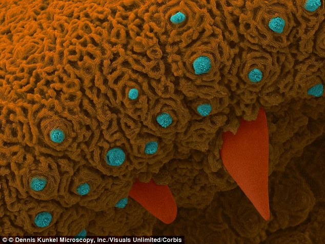 Will humans one day regrow their own teeth? – How It Works