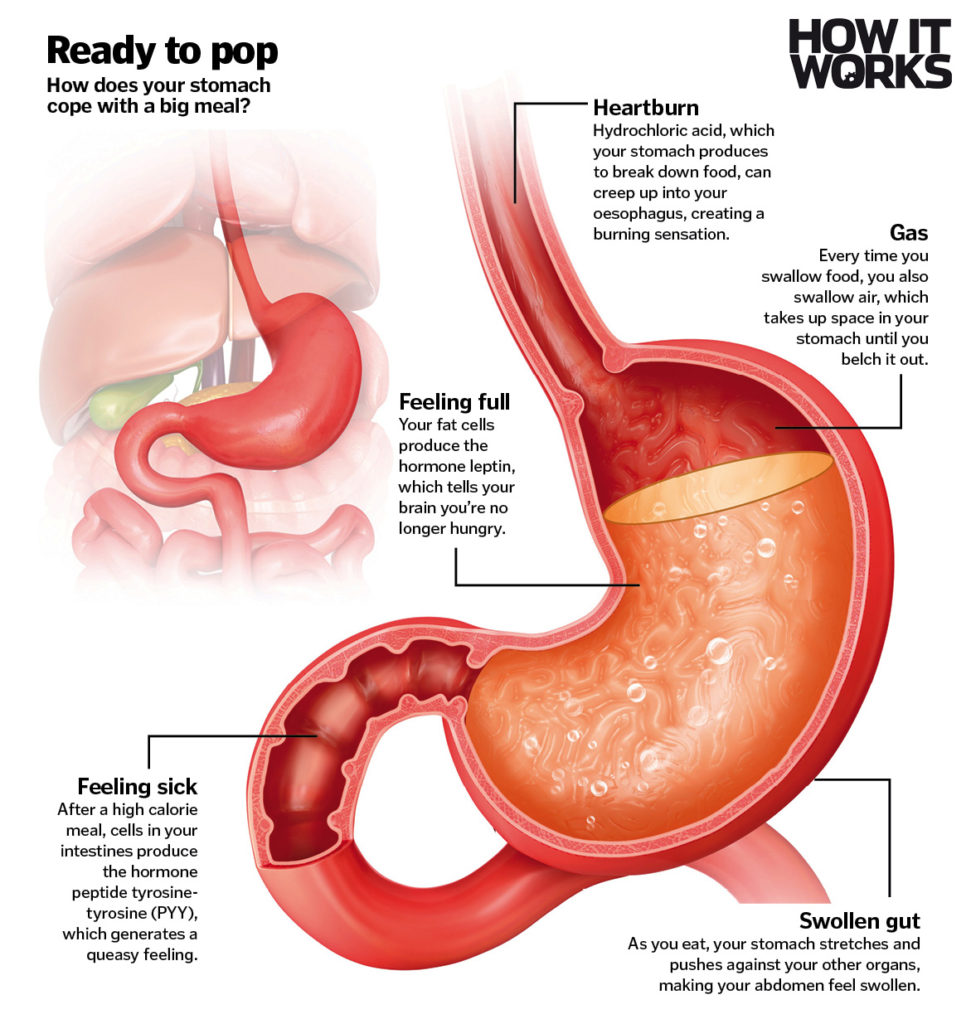 What Happens To Your Body When You Eat Too Much How It Works