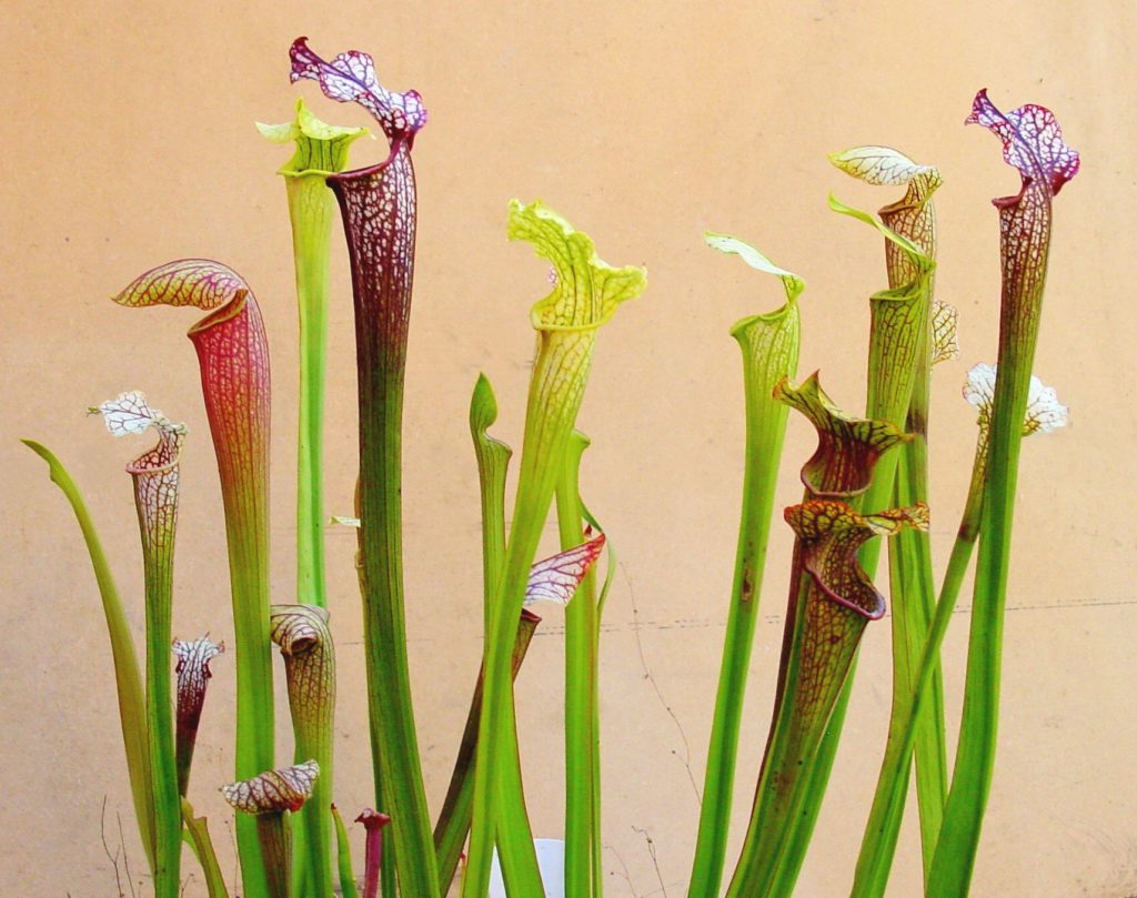 Killer plants: how do these carnivorous plants capture, kill and eat ...