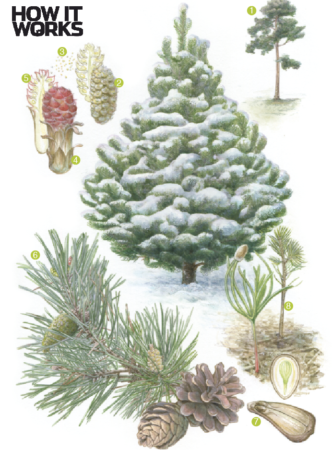 Pine tree life-cycle: From cone to forest – How It Works