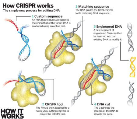 CRISPR: A potential cure for genetic diseases – How It Works
