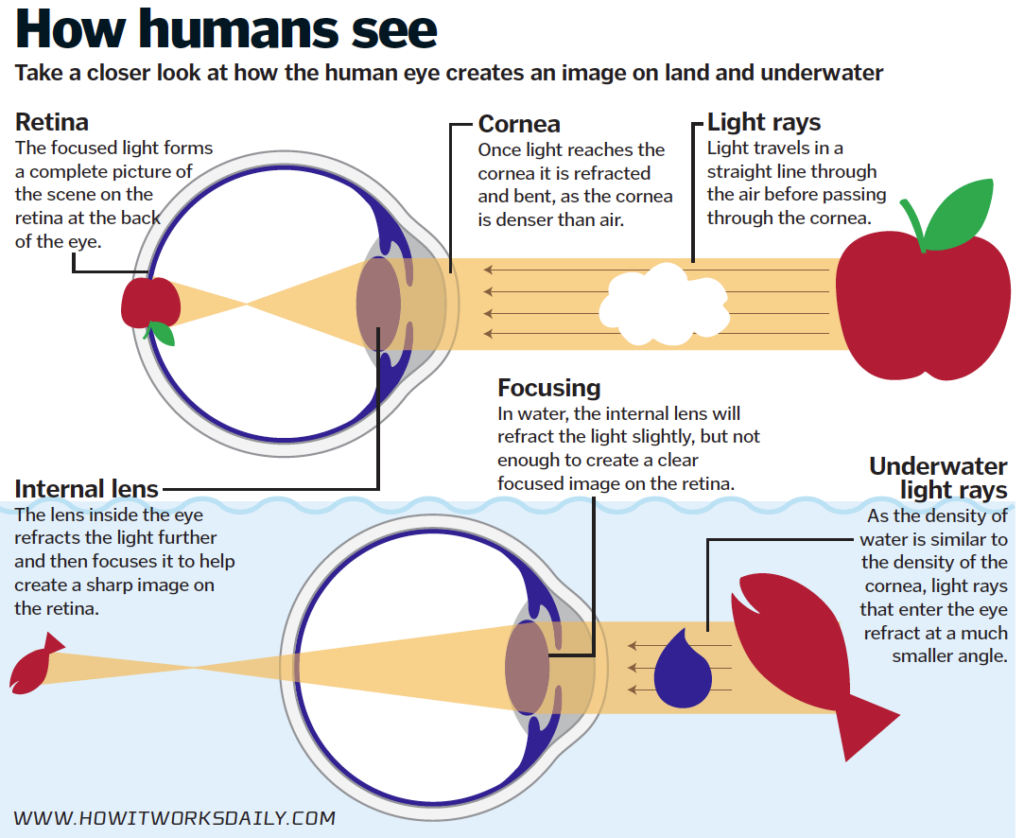 Underwater vision: how do we see beneath the waves? – How It Works