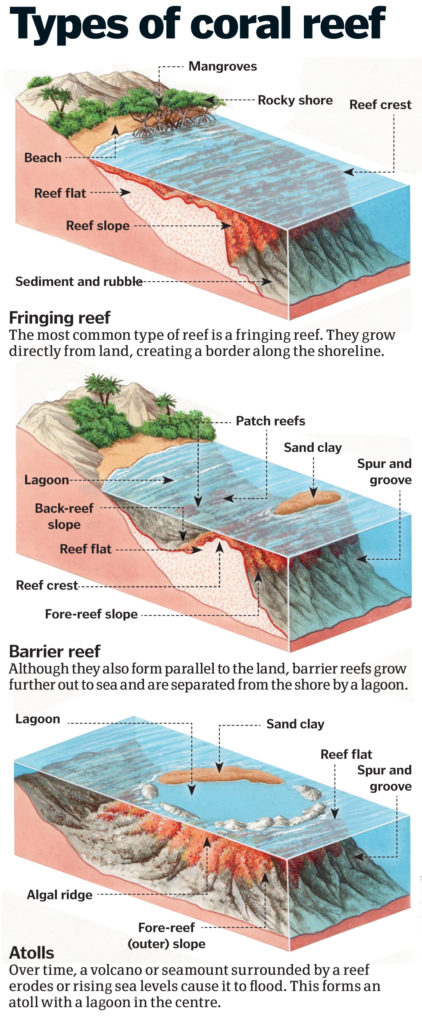 Coral Reef Diagram