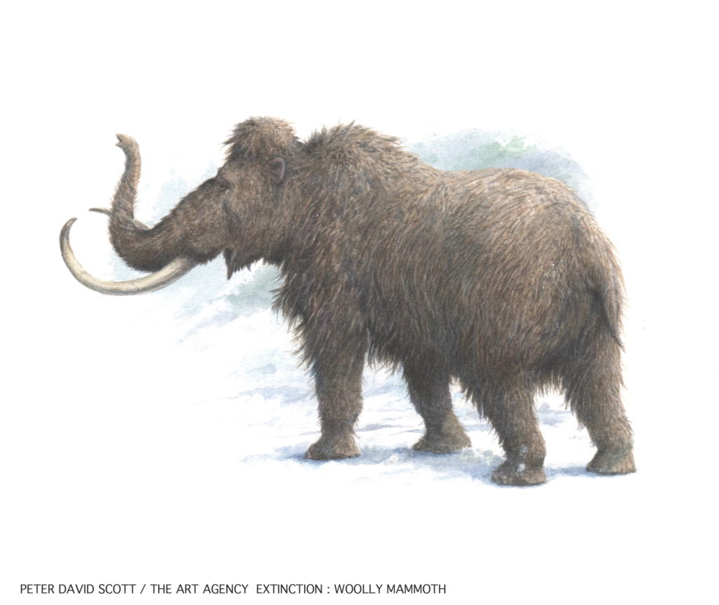 Can we bring mammoths back to life? – How It Works