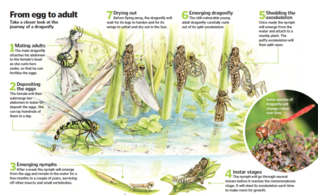 The life cycle of a dragonfly.