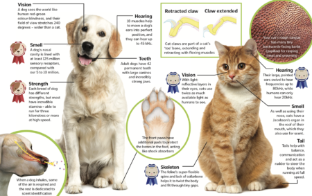 Cats vs Dogs - which pet comes out on top? – How It Works