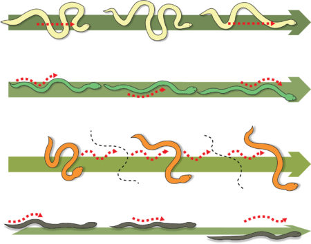 All About Snakes – How It Works