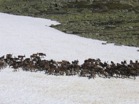 How reindeer survive the cold – How It Works