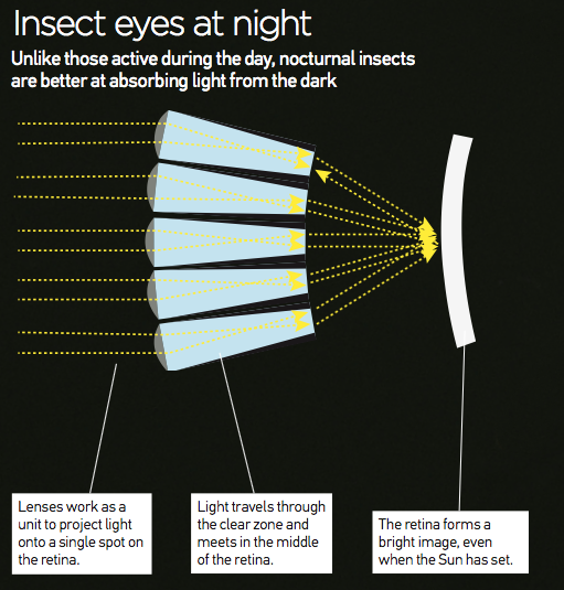 How animals see in the dark – How It Works