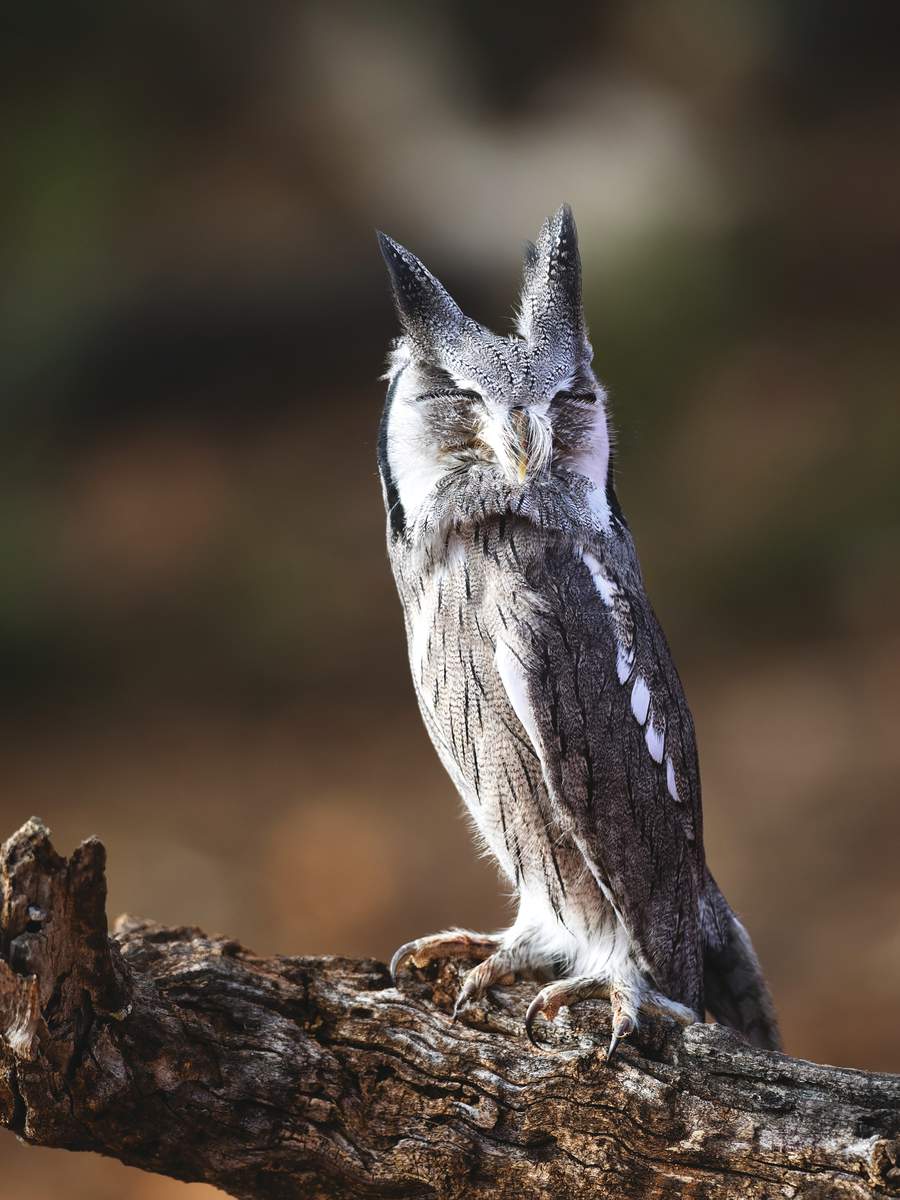 Extreme animal transformations – How It Works