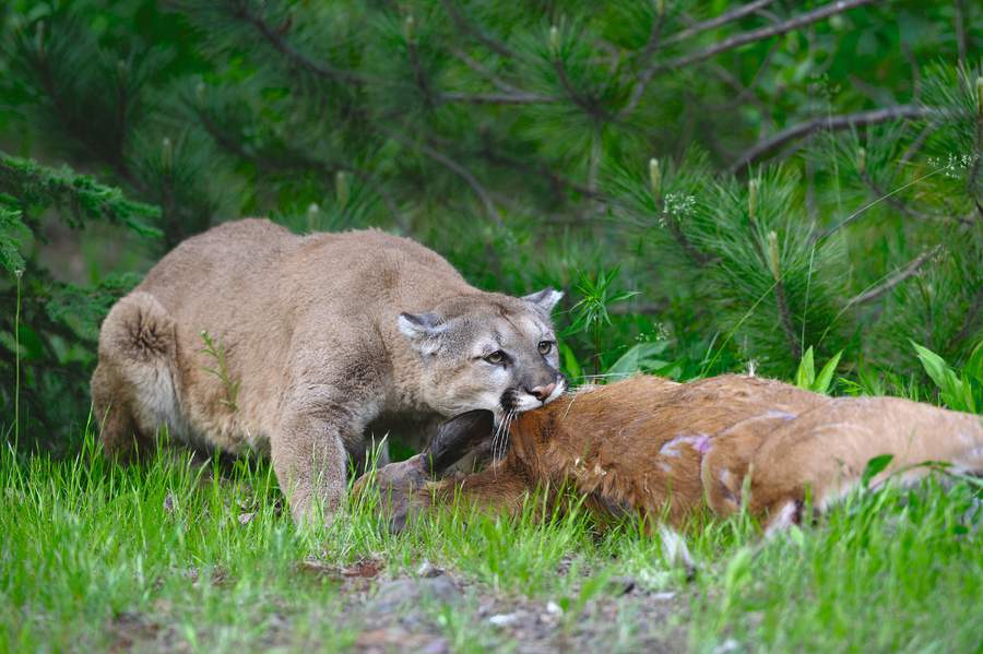 How animals disperse seeds – How It Works