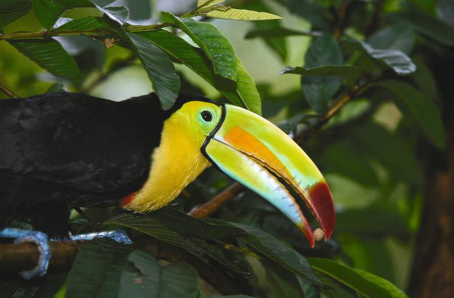 How animals disperse seeds – How It Works