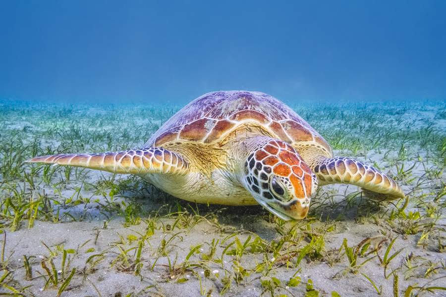 How animals disperse seeds – How It Works