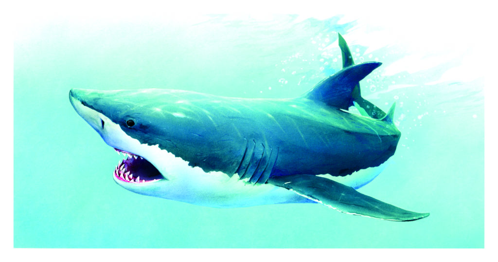 Meet the Megasharks – How It Works