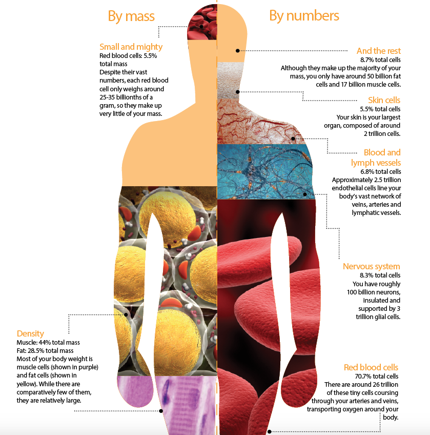 The Human Body How Many Cells Do You Have How It Works The Human Body How Many Cells Do You Have How It Works