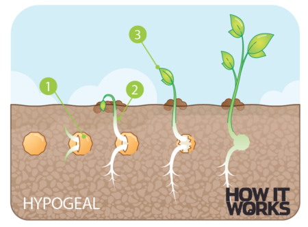 Plant Biology: How do seeds grow? – How It Works