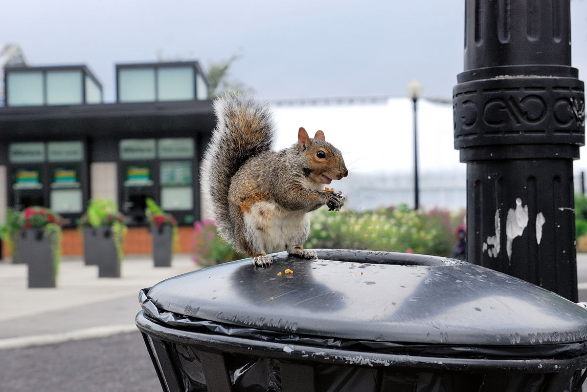 Urban animals: How have they mastered life in the city? – How It Works