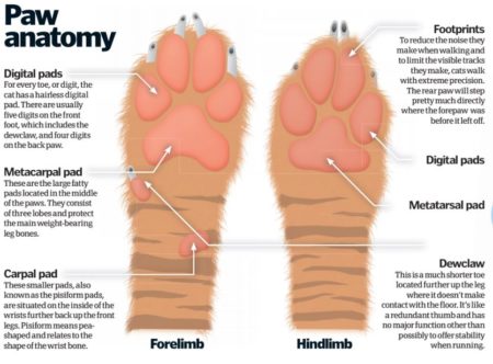 How do cat paws work? – How It Works